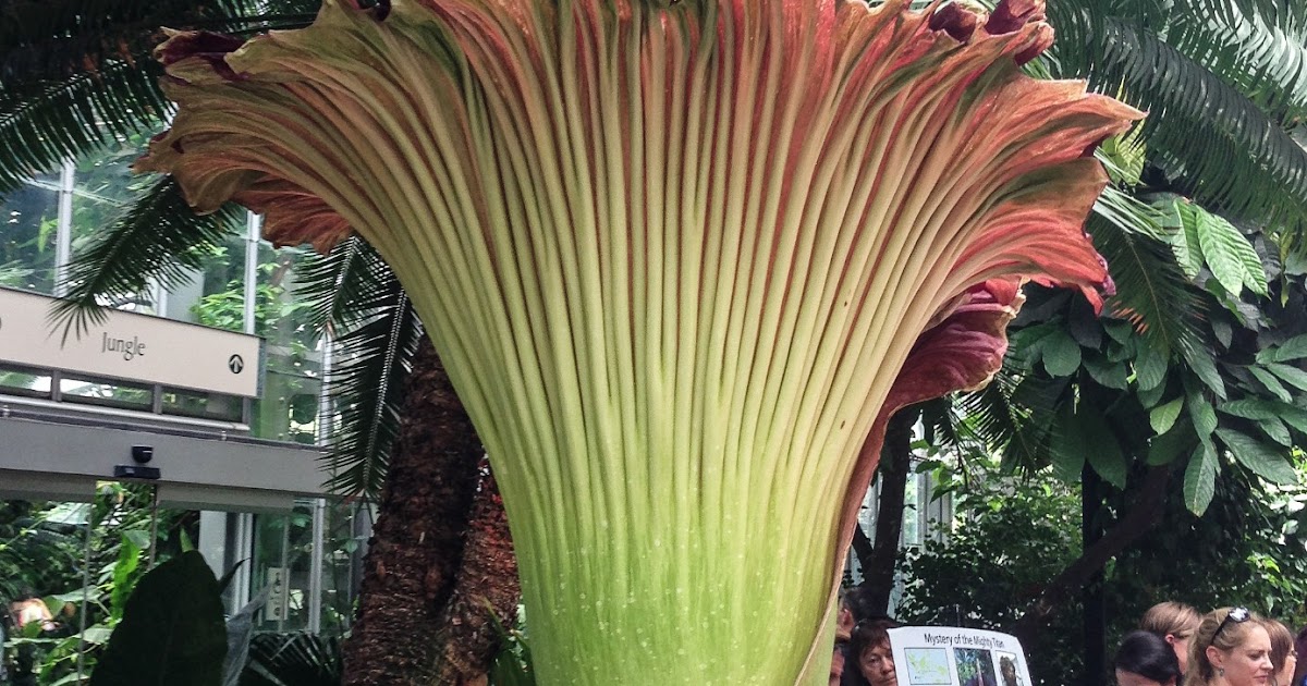 Weird D.C.: The Corpse Flower ~ Learn, Live, and Explore!