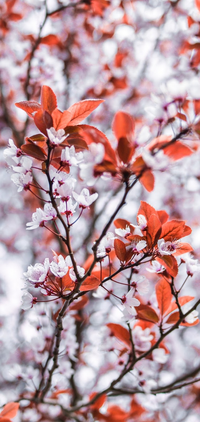 Wallpaper Flower [HD] Exclusive 1080x2280 - DDW DESIGN