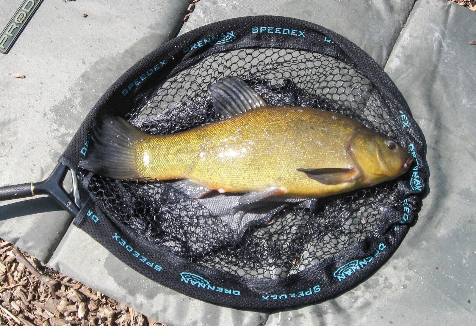 How to drown maggots : No dogs and Major success!