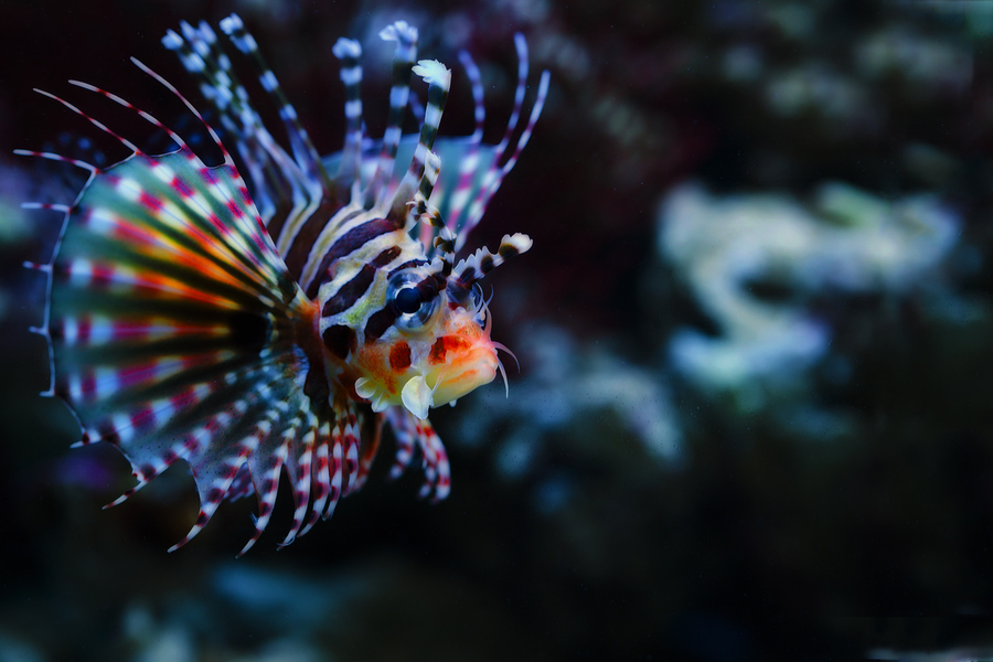 Lion Fish | The Life of Animals