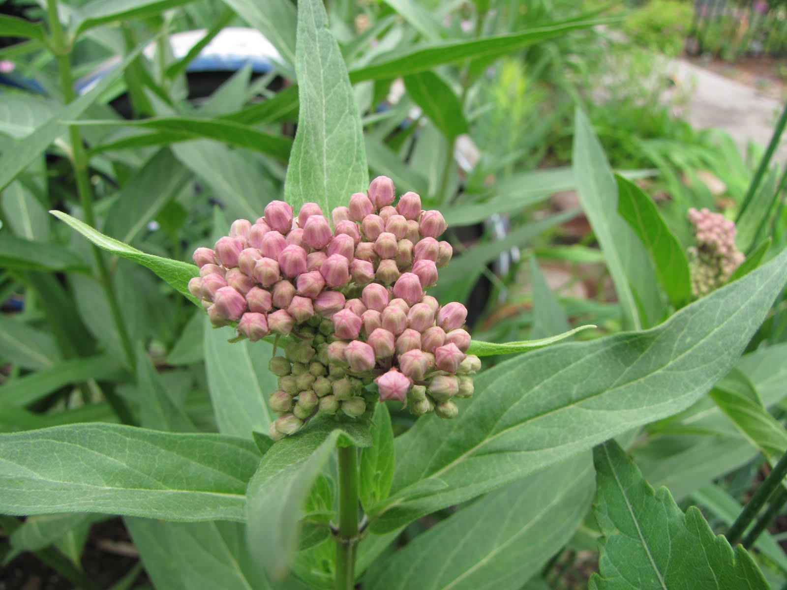 A Corner Garden: Milkweed Blooms