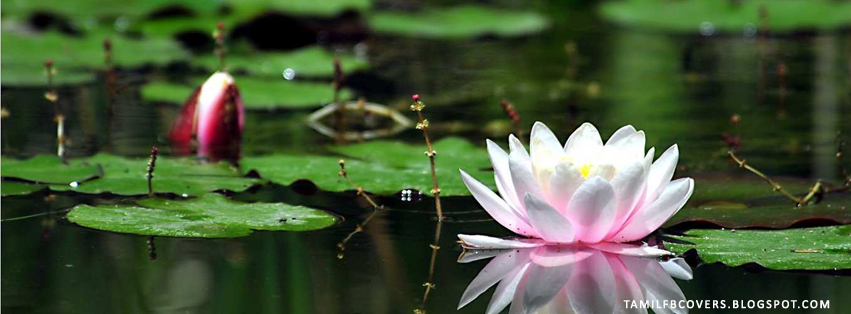 My India FB Covers: Pink Lotus in the lake - Flower FB Cover