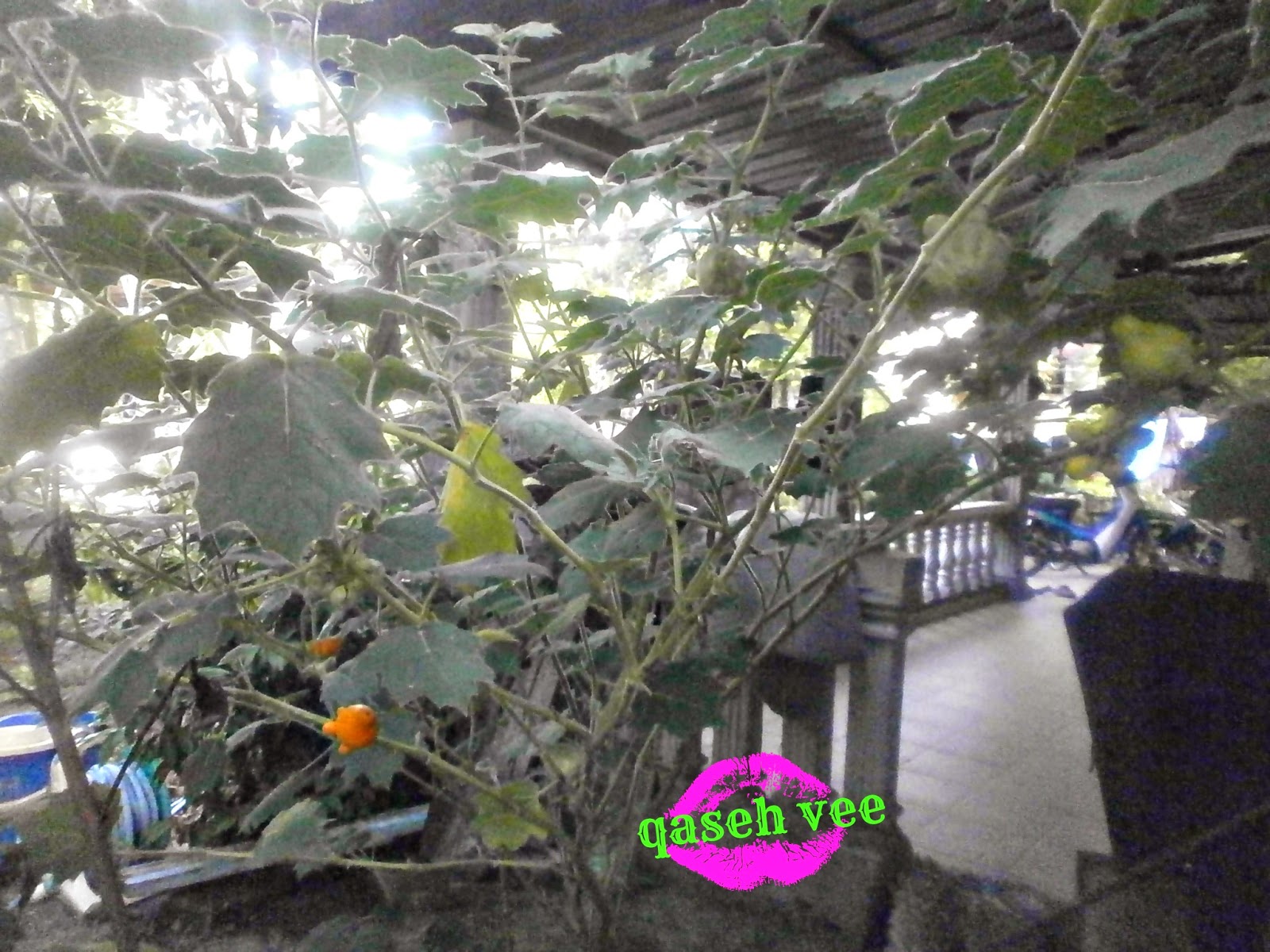 Al Kisah Terung Susu KambingSuatu Perjalanan