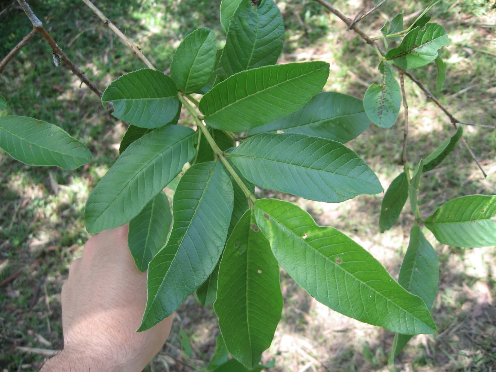 UN ACERCAMIENTO HACIA LA BIOTA COLOMBIANA EL GUAYABO (PSIDIUM GUAJAVA ...