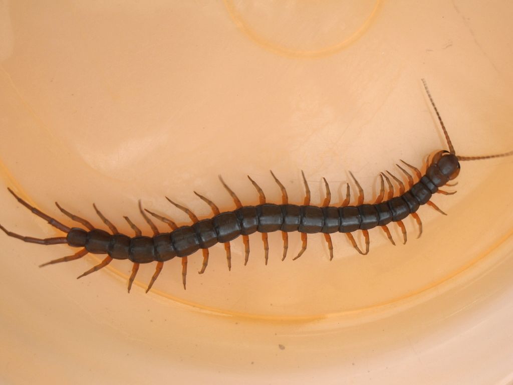 Mayotte l'île aux parfums aux tortues au lagon: La scolopendre