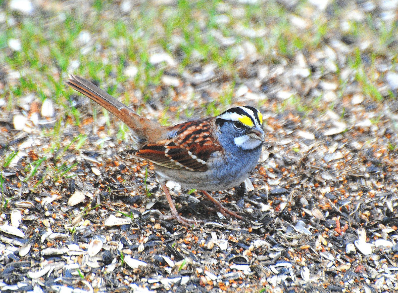 BARRY the BIRDER: White-throated Sparrows ~ two colour morphs