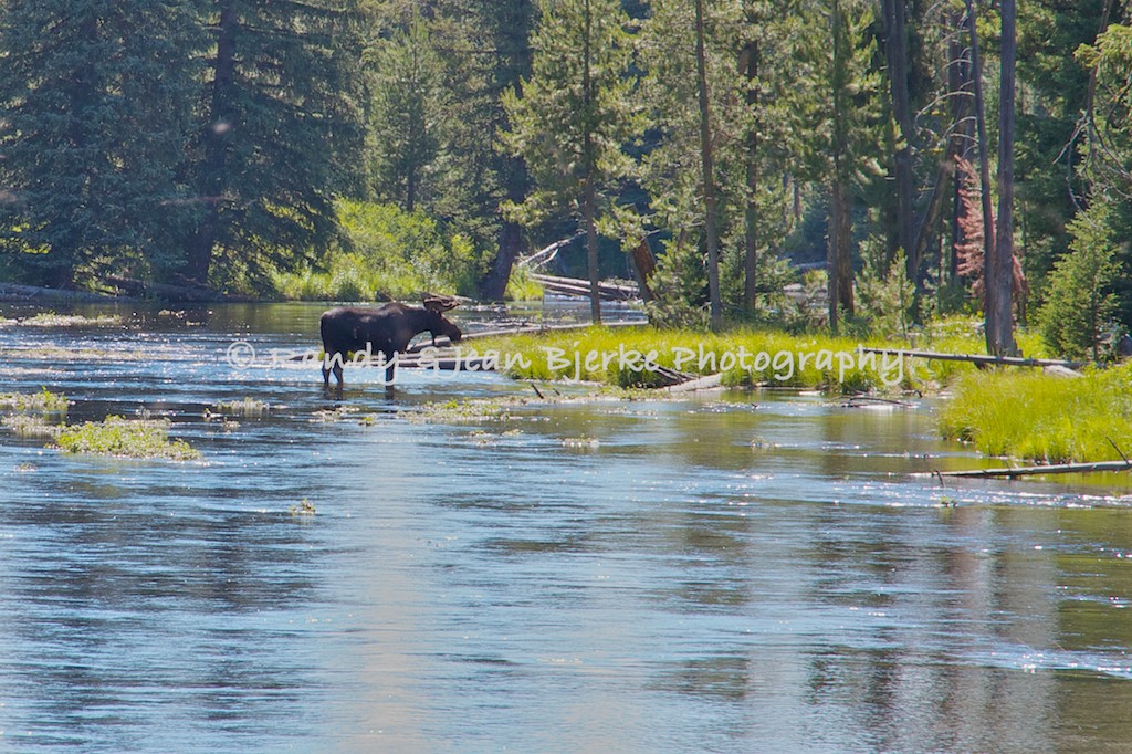 Jean Bjerke's Photo Blog: Moose at Big Springs, Headwaters of Henry's Fork