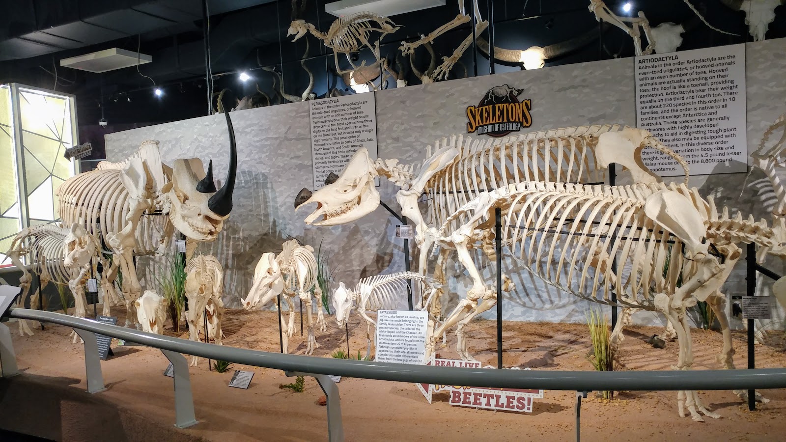 Ben's Journal: Good to the Bone: Orlando's Museum of Osteology