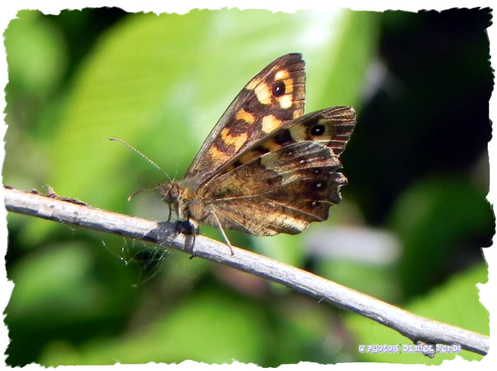 Chez Madeleine: Papillon