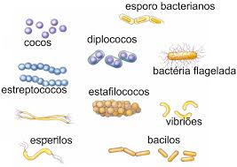 Biologando no CMPA: Bactérias