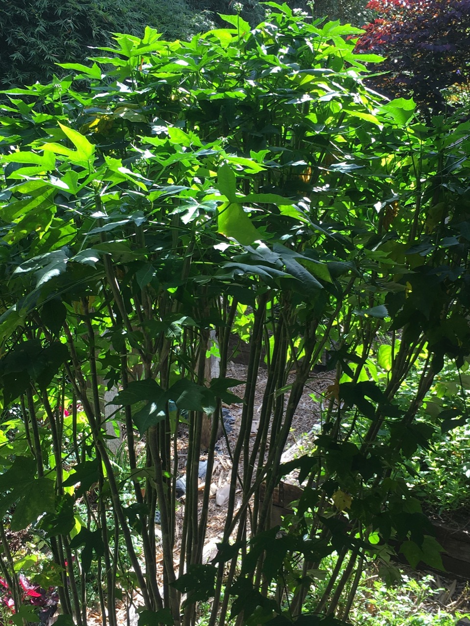 Fernmount Food Forest: Abundant Chaya Spinach Tree