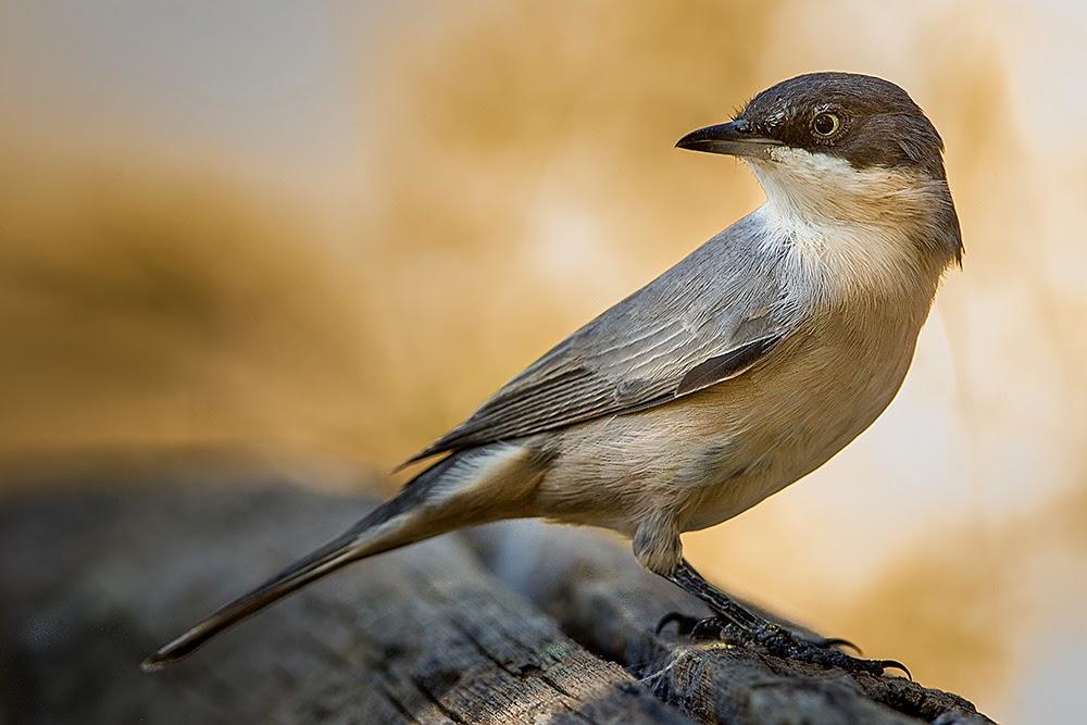 Ornito Addiction: Paseriformes desde bebederos en Extremadura, I parte.