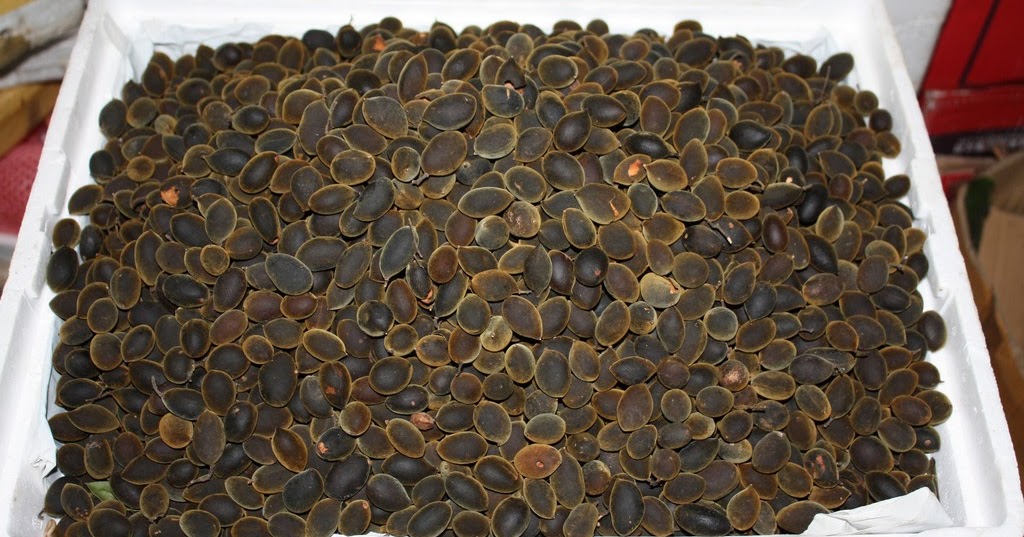 Trái xay rừng có vị chua chua, ngọt ngọt - Trái cây Dũng mập