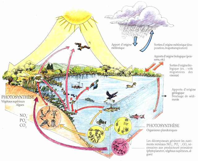 Value Architecture: De l'Architecture d'Entreprise à l'Architecture d ...