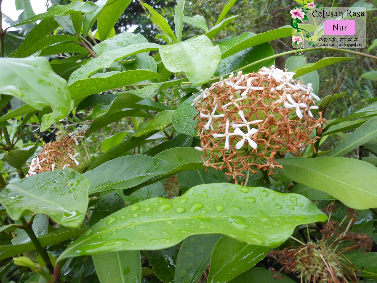 Cetusan Rasa: Bunga Siantan Putih