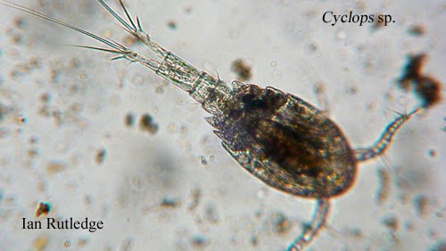 Botany 111 Term Project - Ian Rutledge, Sec. 6, "Ian", botany111ianr ...