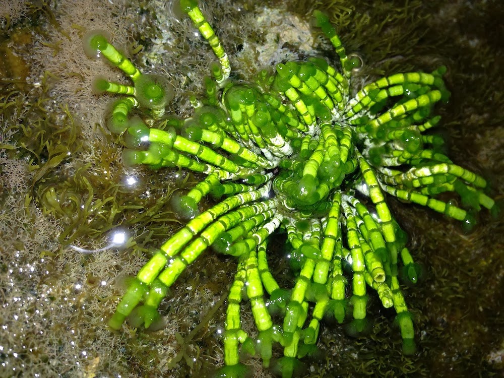 Acta Naturalis Scientia: Cymopolia barbata (Algas verdes)