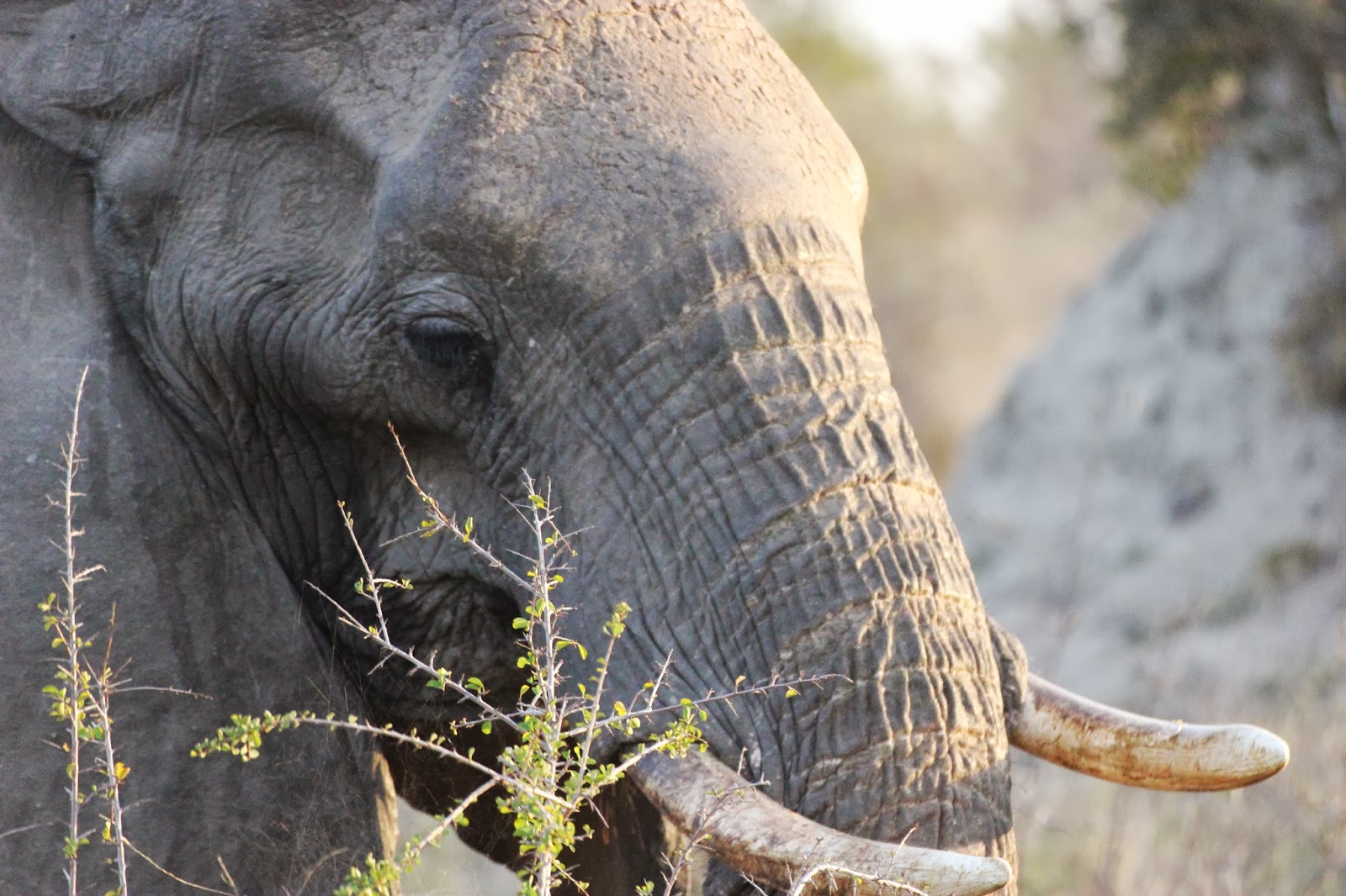 The Pioneer Business Woman: The Elephant Grandmother - A Story of Aging ...