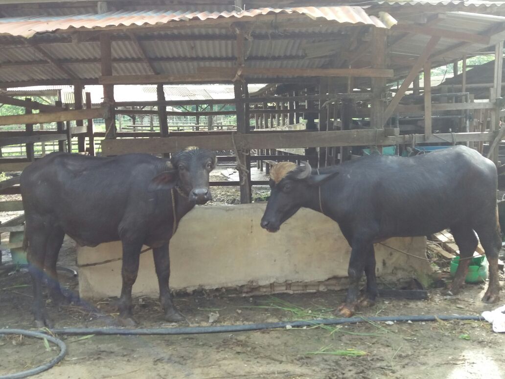 Kebau Sapi ( Buffalo Murrah ) Kerbau Susu Malaysia