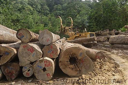 PENGERTIAN DEFINISI ISTILAH ARTI KATA: PENGERTIAN DAN DEFINISI HASIL HUTAN