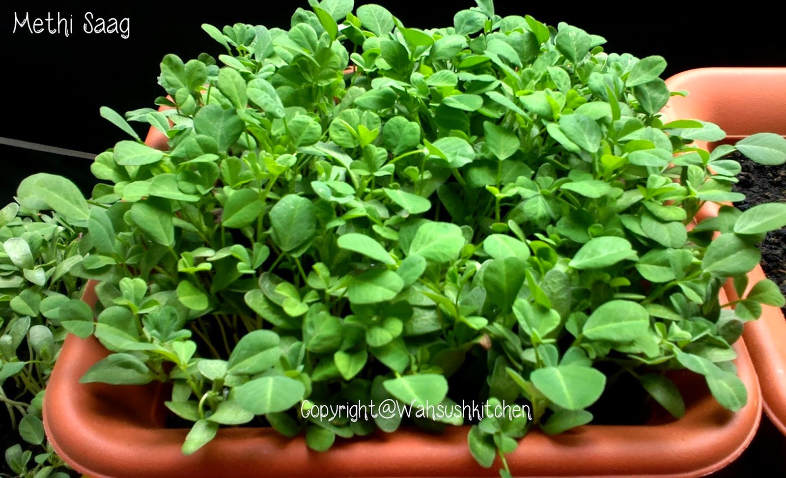 Wah "Sush" kitchen: How to grow Methi