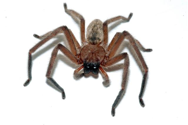 Real Monstrosities: Flat Huntsman Spider