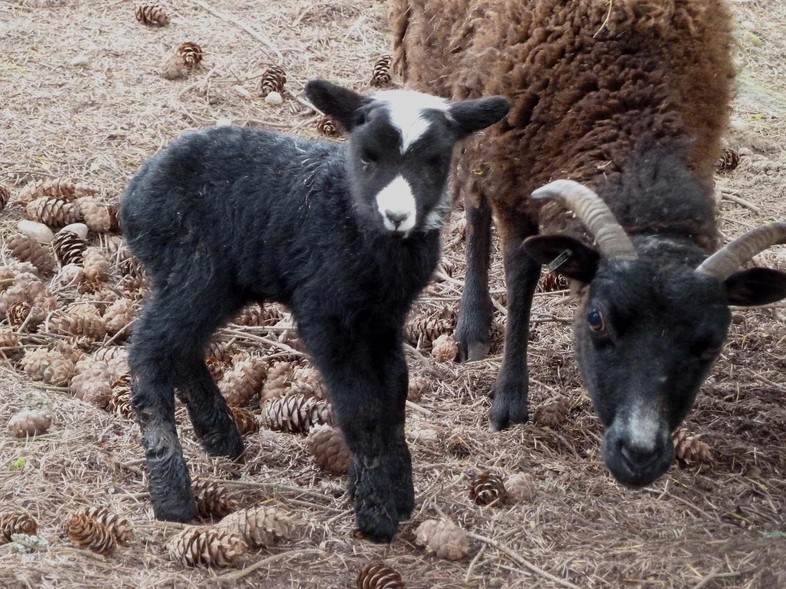 Woodland Creek Farm Soay Sheep: 2011 Soay Lambs at Woodland Creek
