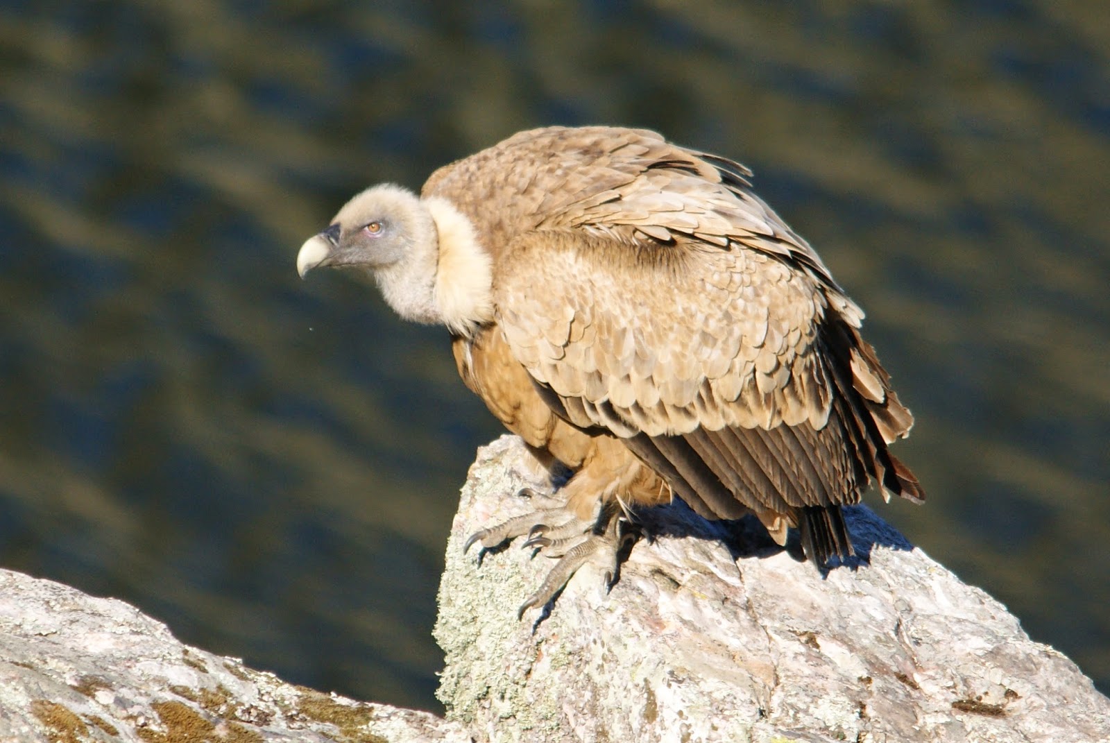 Vogels: Arenden, Haviken en Wouwen