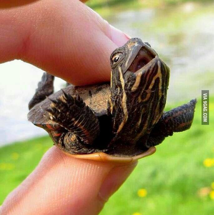 Funny animal on 9gag: Like to this little turtle screaming "Weeeee"