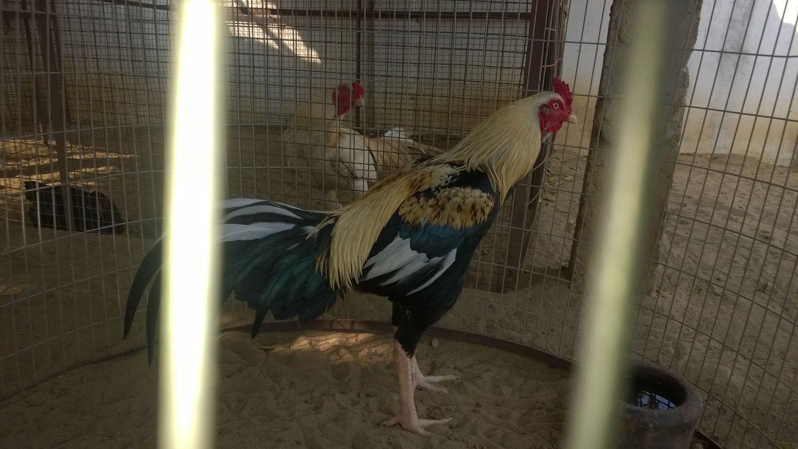 Fighting Rooster: kaki dega parala & nemali pingala