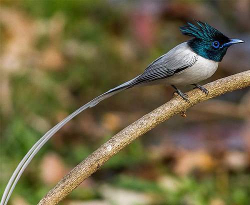 Indian Paradise Flycatcher Birds Of India Bird World indian-paradise-flycatcher-birds-of-india-bird-world