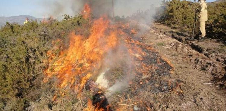MEMÓRIAS...e outras coisas...: ICNF lança aplicação informática para ...
