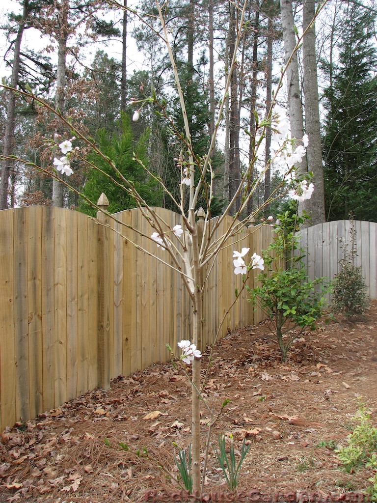 Red House Garden: On Comforting a Yoshino Cherry Tree