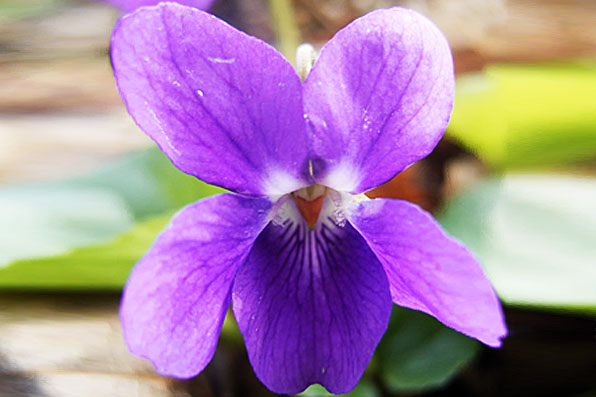 Impreuna - revista Palatului Copiilor Sibiu - ISSN 1842-9211: Florile ...