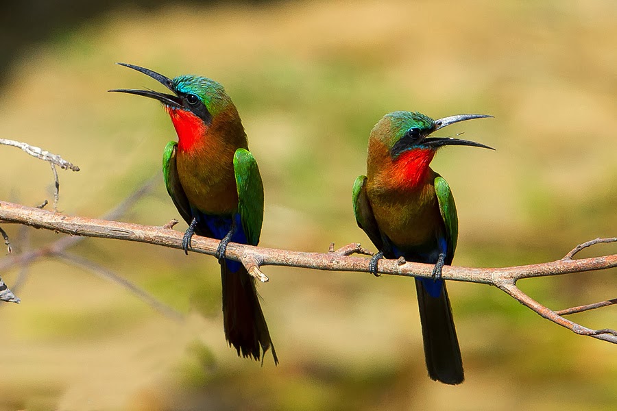 Bird Guide: Cavorting around the birding world!