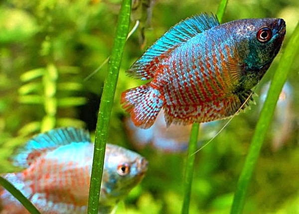 Mengenal Ikan Gurame Mini