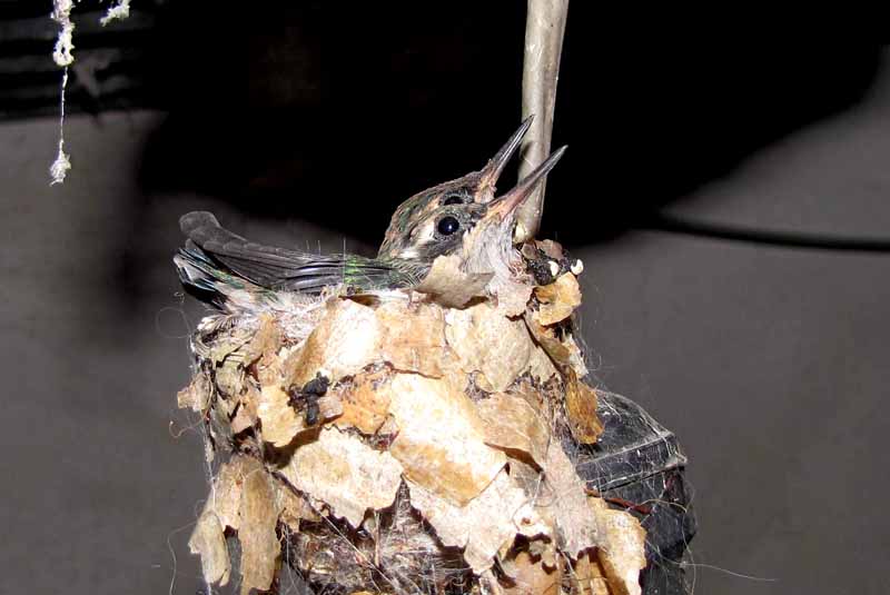 Aves de mi región santafesina: PICAFLORES DE MI REGIÓN