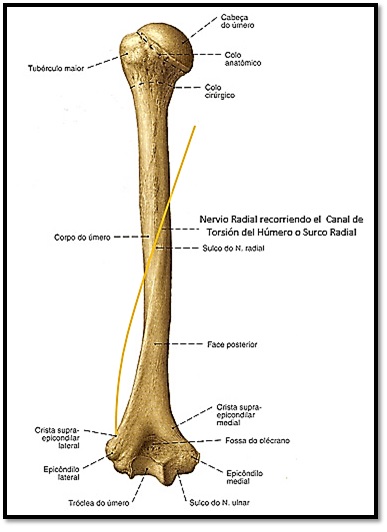 Lesión del Nervio Radial - Radial Nerve Palsy: QUÉ ES UNA LESIÓN DEL ...