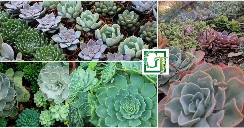 Succulent Plants - Here’s What You Must Know
