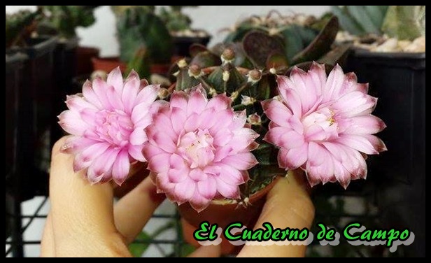 El Cuaderno de Campo: Mi colección de Cactus y suculentas