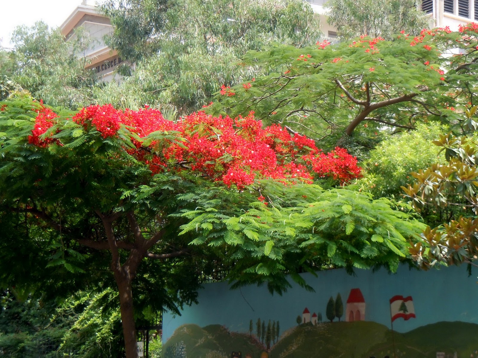 Du flamboyant à Beyrouth: Hamra rouge!