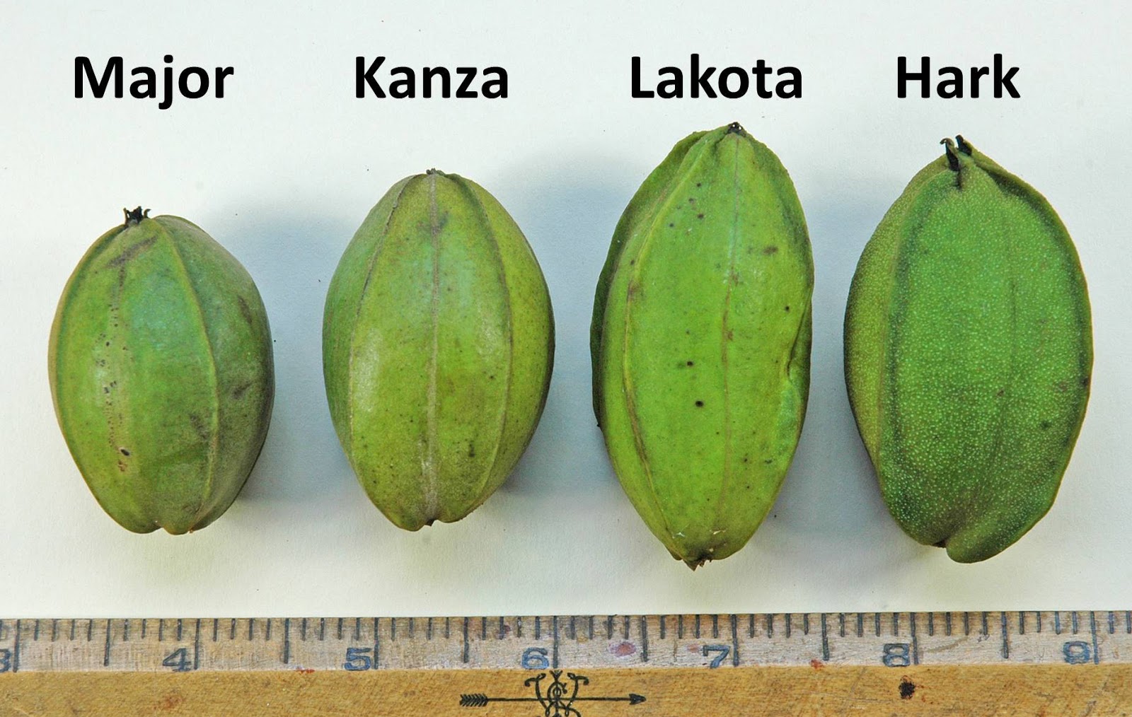 Northern Pecans: Pecan cultivars: Checking on scab infections