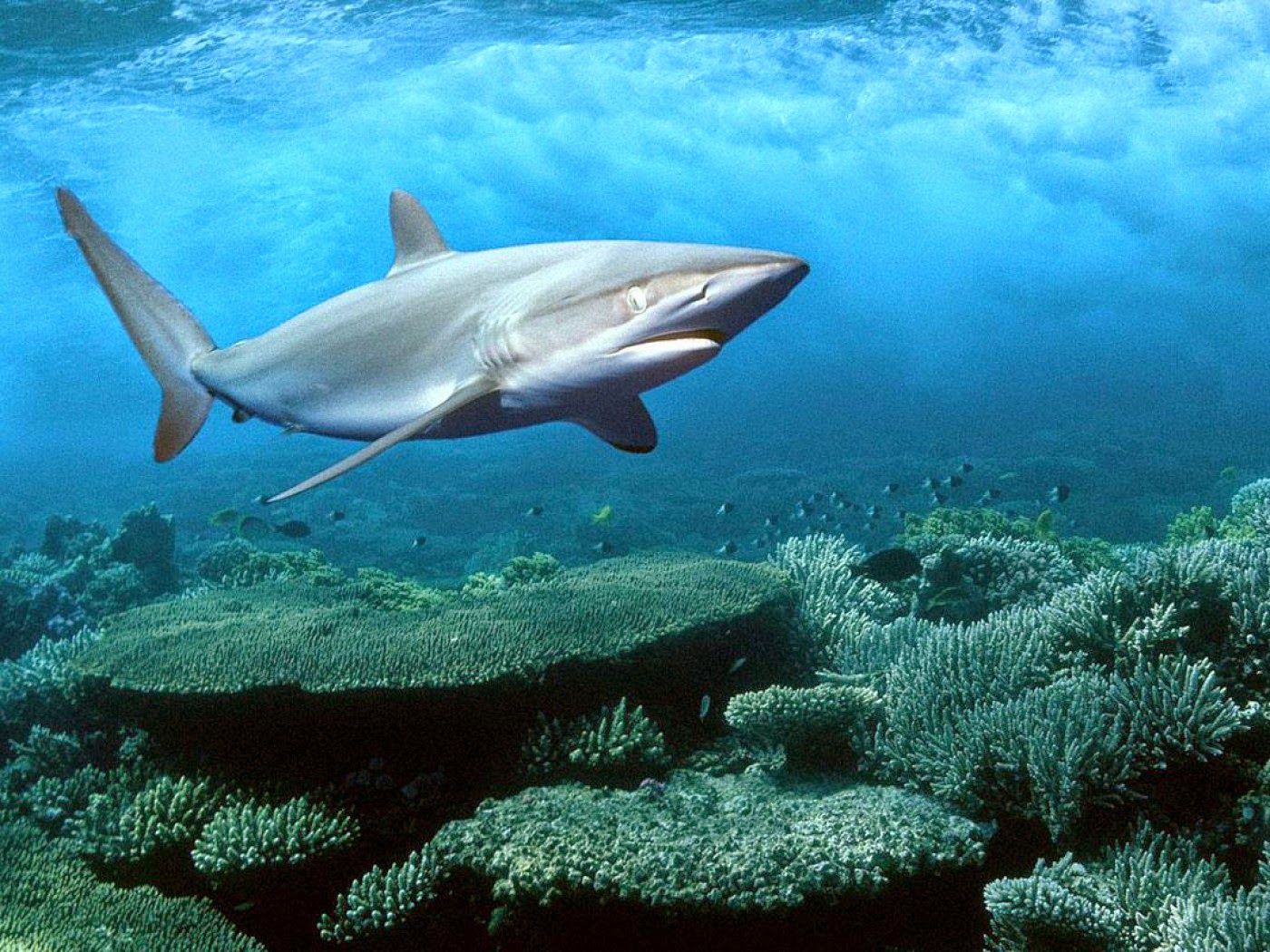Animals of the world: Spinner shark