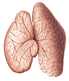 SALUD Y MEDICINA: Una Célula Estromal Generaría la Contracción y ...
