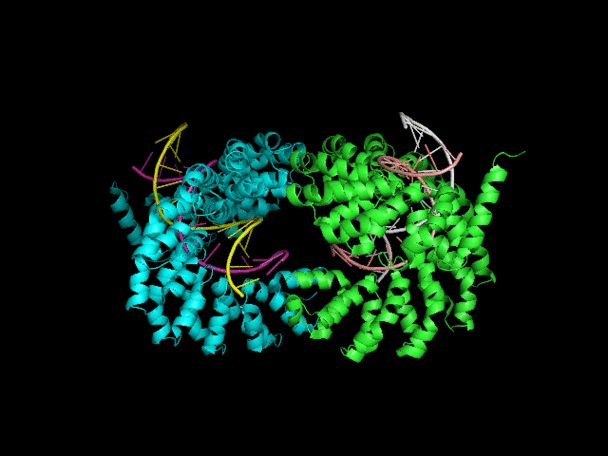 Visualizing the base-specific recognition of DNA by TAL effectors ...