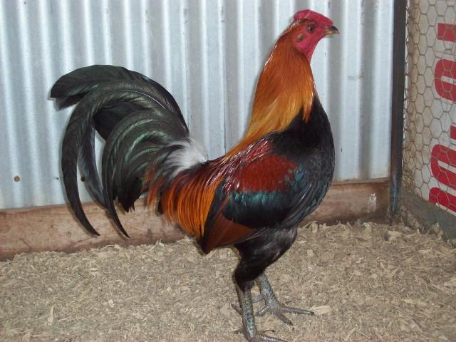 Breed Savers: Standard Old English Game Fowl
