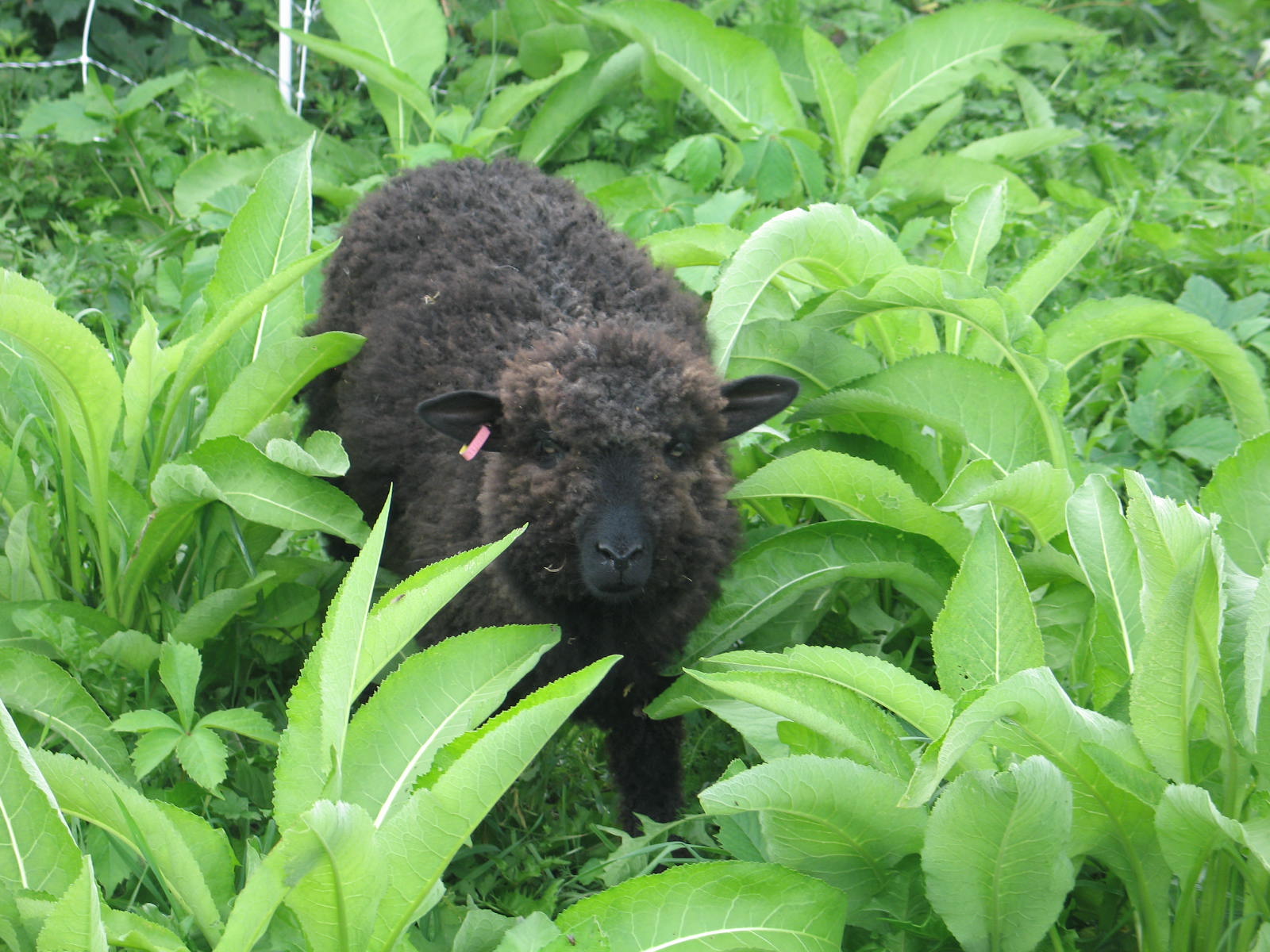 Dispatches from Can of Duck: The Elusive and Mysterious Jungle Sheep of ...