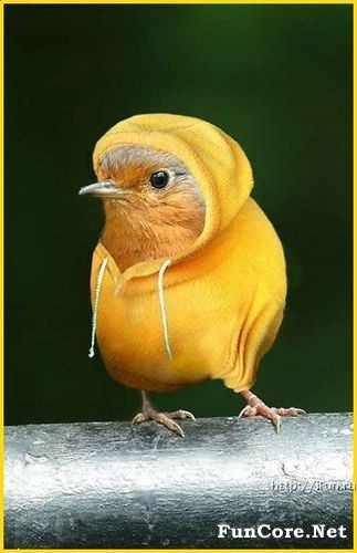 free funny photoS: funny birds