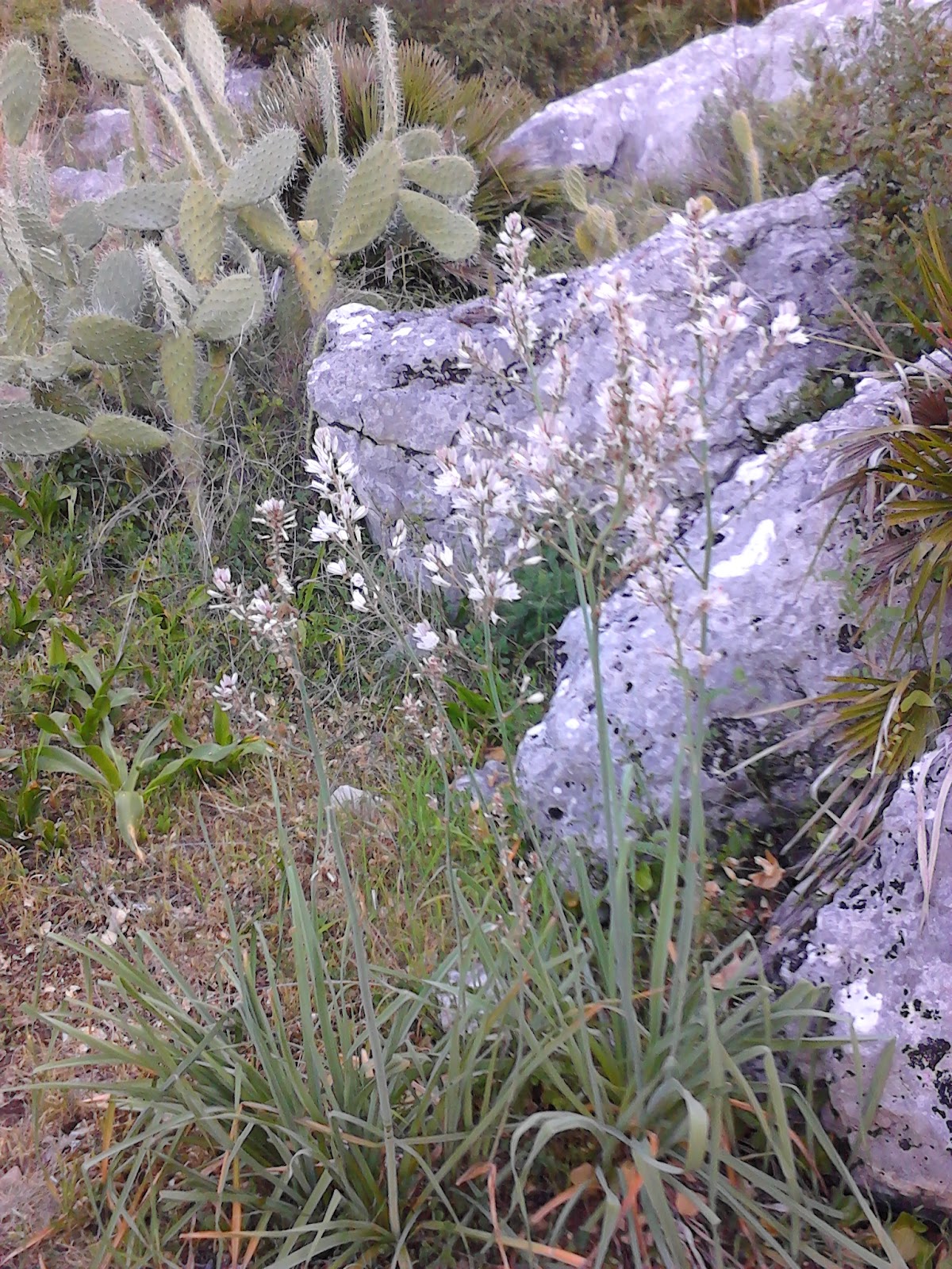 Manuel Cabello y Esperanza Izquierdo. "El blog de Ocurris". En Ubrique ...