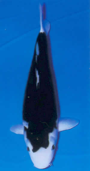 Mengenal Ikan Koi Kawarimono - Ikan Koi